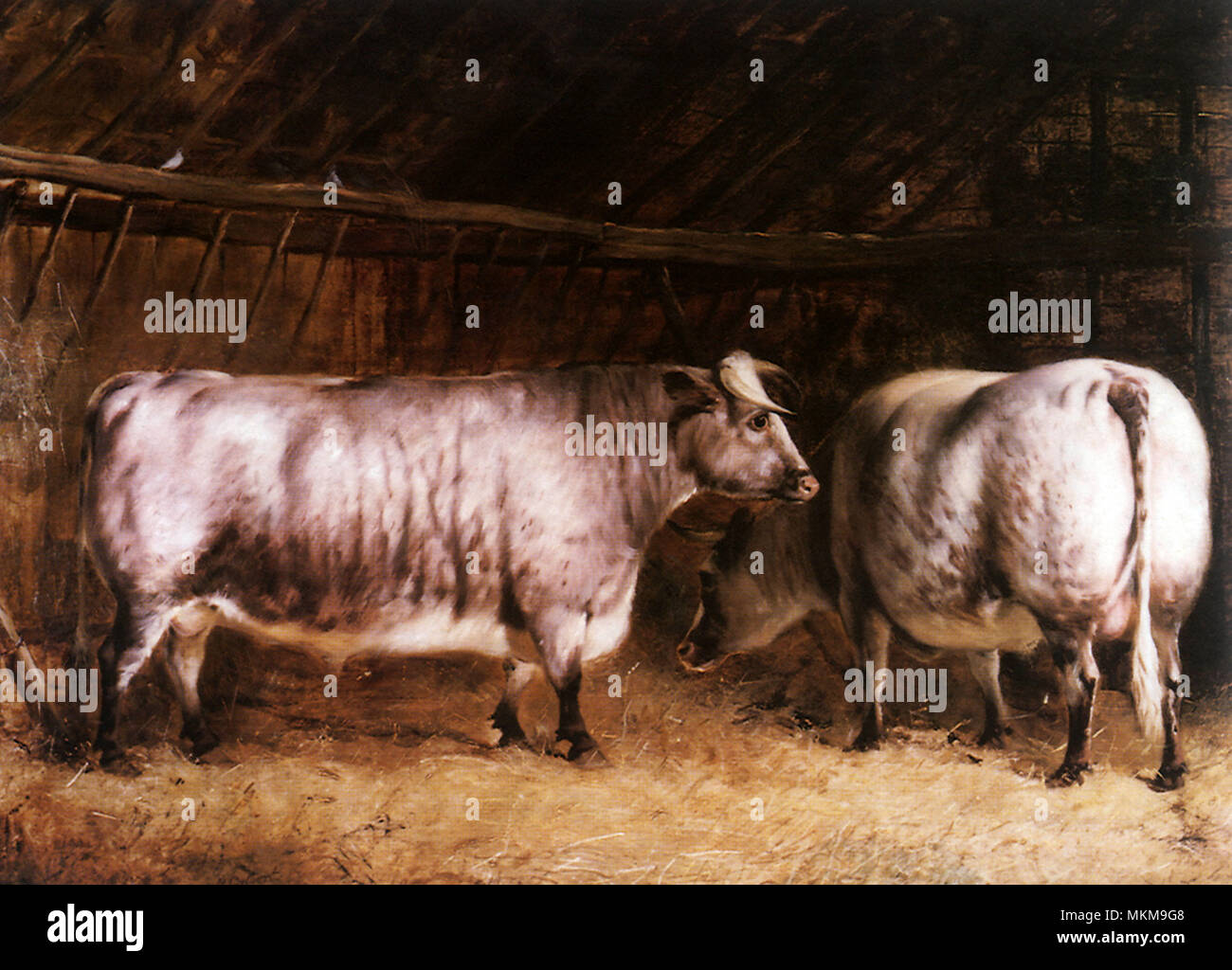 Royal Shorthorn Oxen Stock Photo - Alamy