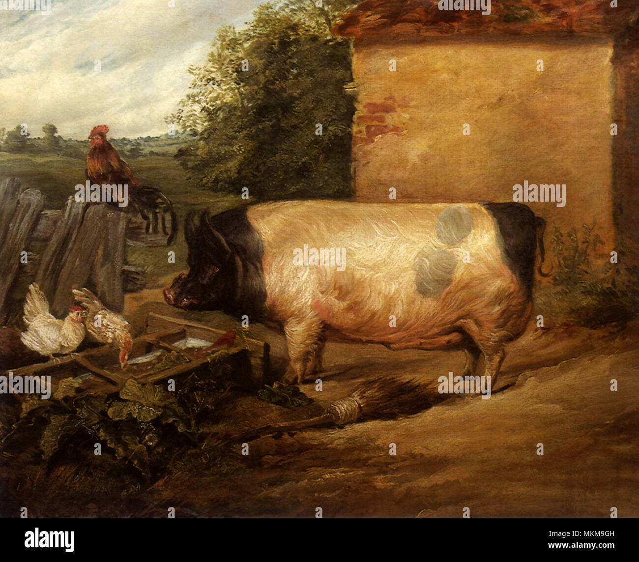 A British Boar Stock Photo - Alamy