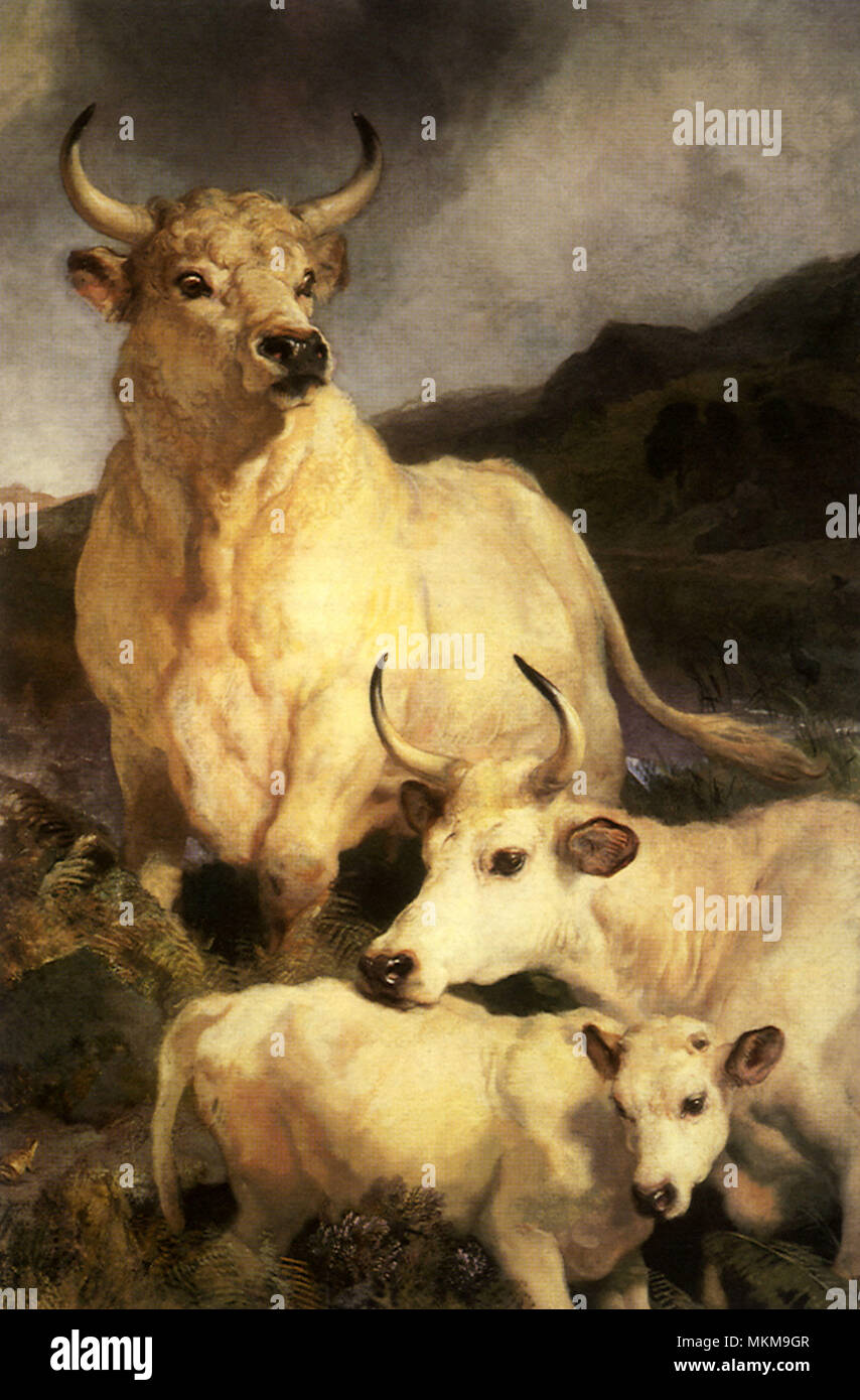 Wild bull of chillingham hi-res stock photography and images - Alamy