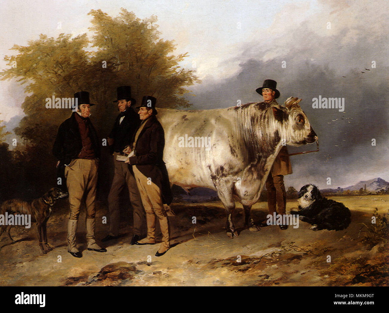 Lord spencer bull hi-res stock photography and images - Alamy