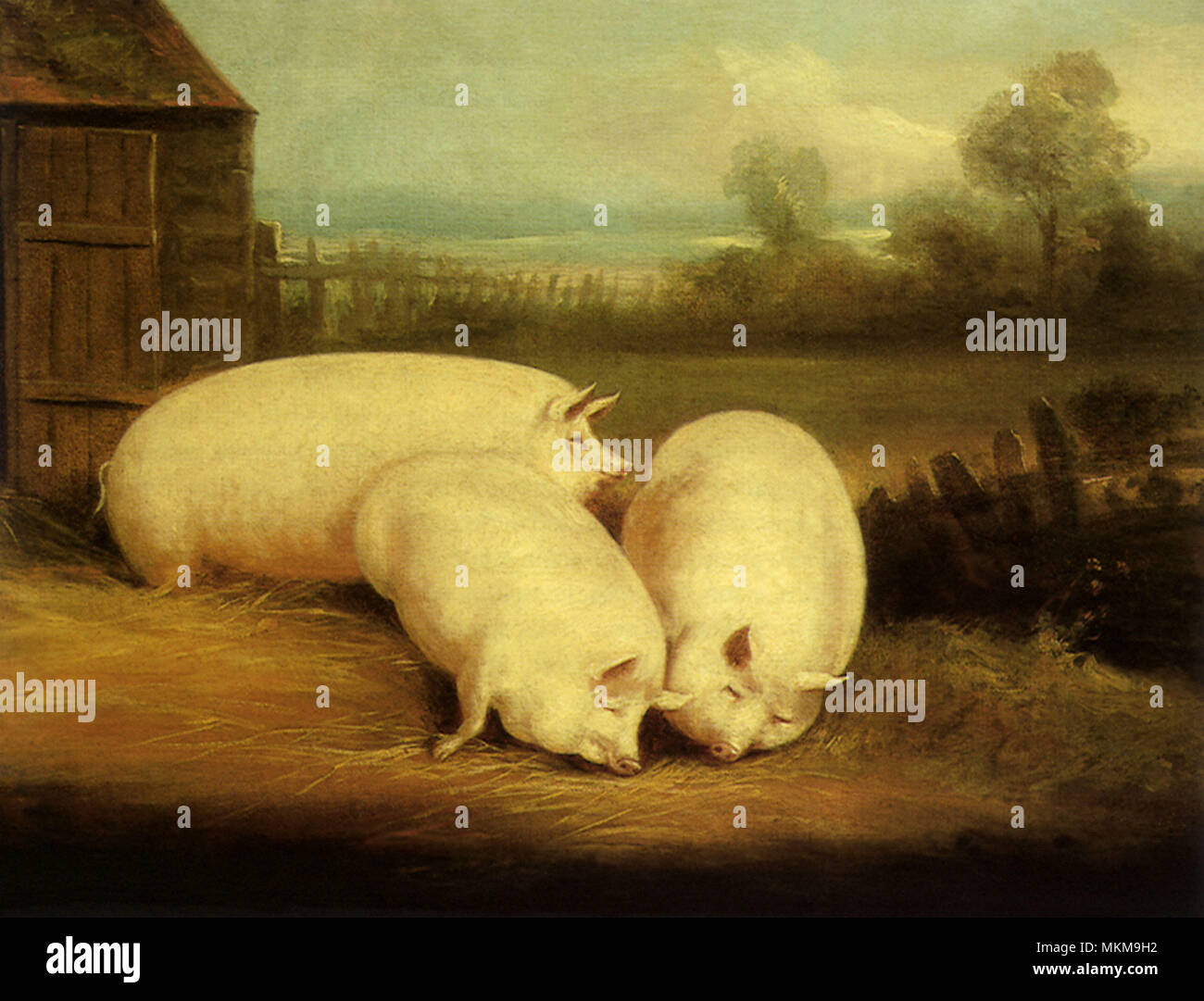 Sleeping farm animals hi-res stock photography and images - Alamy