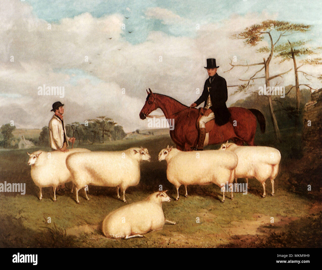 Cotswold sheep art hi-res stock photography and images - Alamy