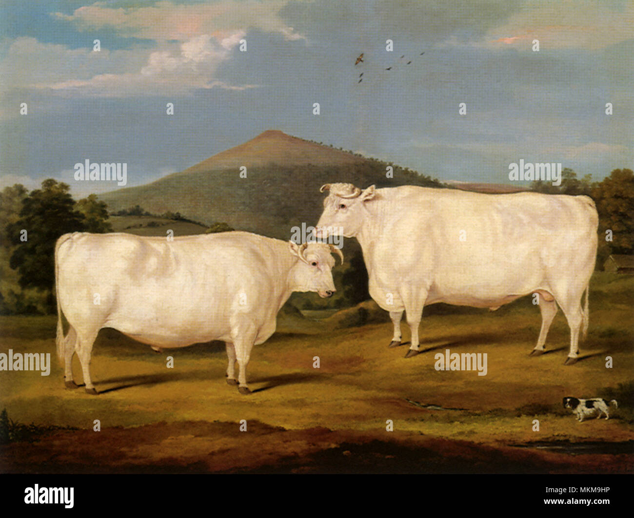 Twin White Oxen Stock Photo - Alamy