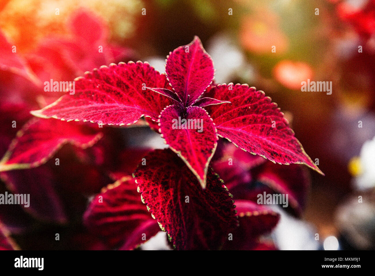 Caladium plant in pot hi-res stock photography and images - Alamy
