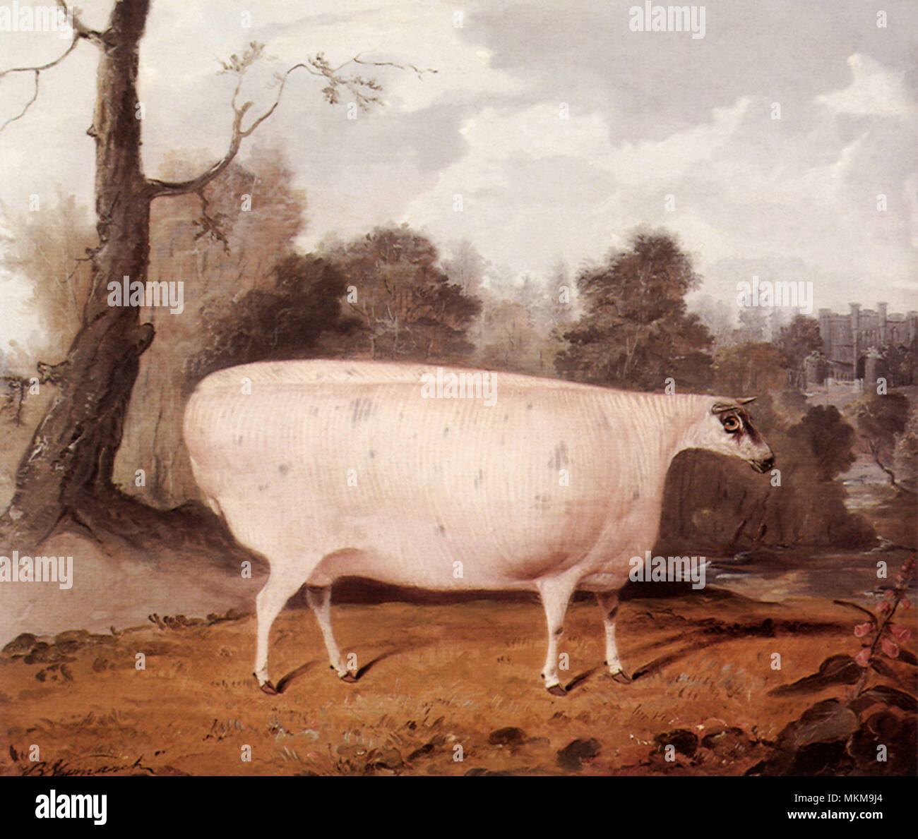 Vintage Prize Farm Animal High Resolution Stock Photography and Images ...