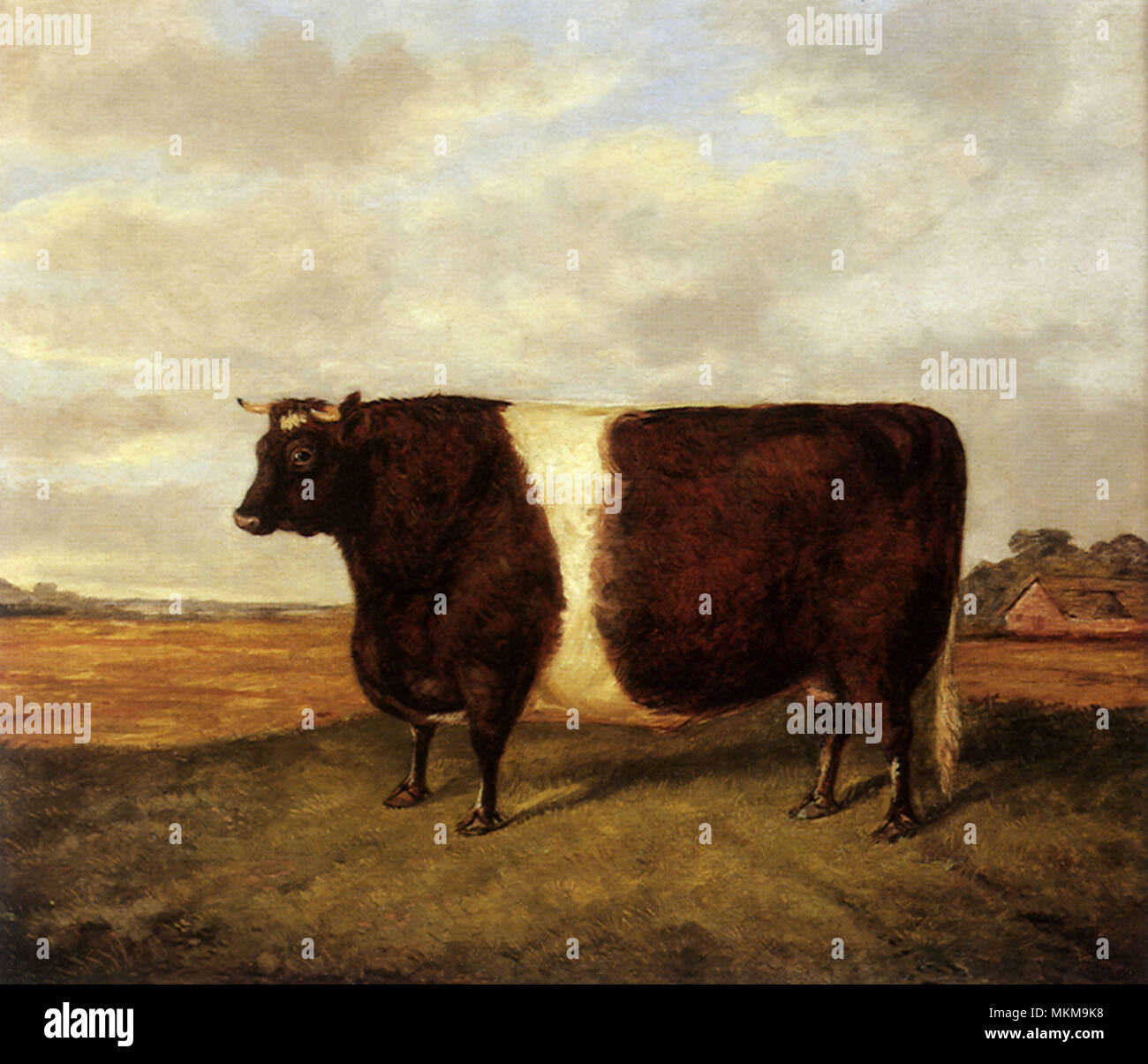 Belted galloway breed hi-res stock photography and images - Alamy