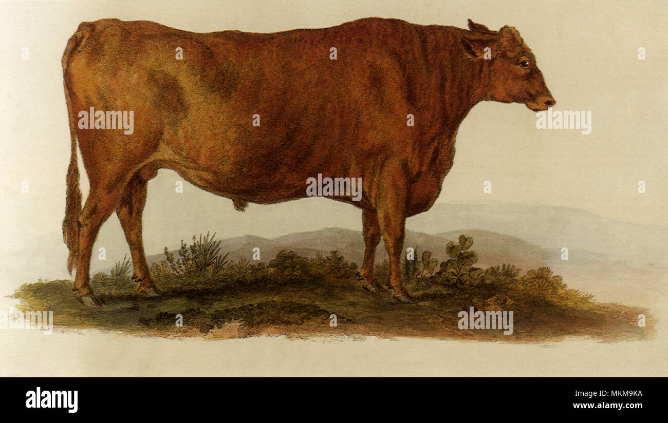 Extinct Suffolk Dun Ox Stock Photo - Alamy