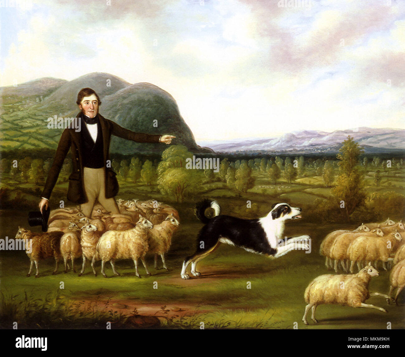 Farmer with his Flock of Sheep and Sheepdog Stock Photo - Alamy
