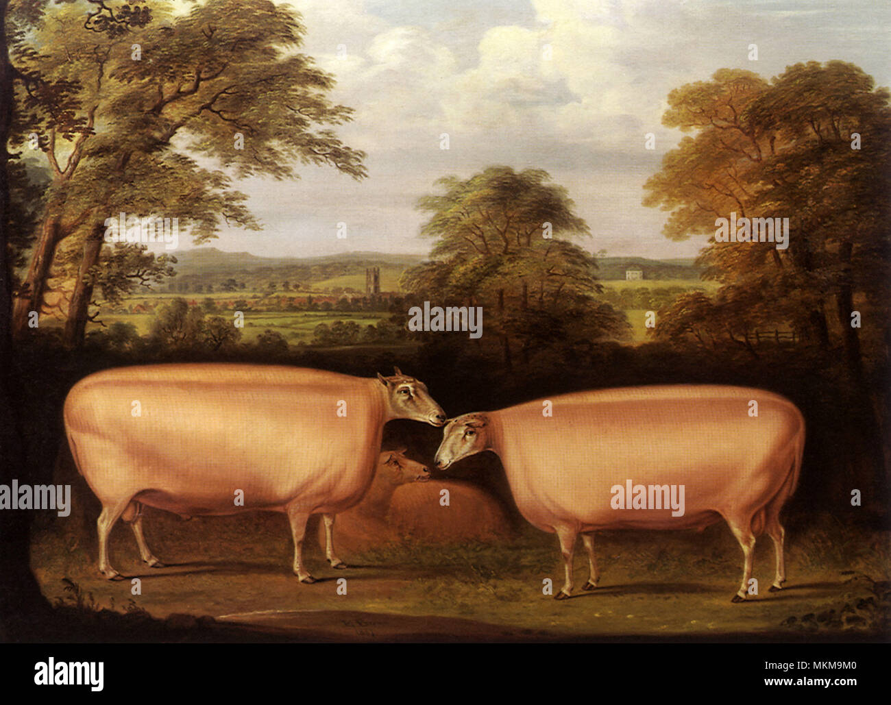 Three New Leicester Rams Stock Photo - Alamy