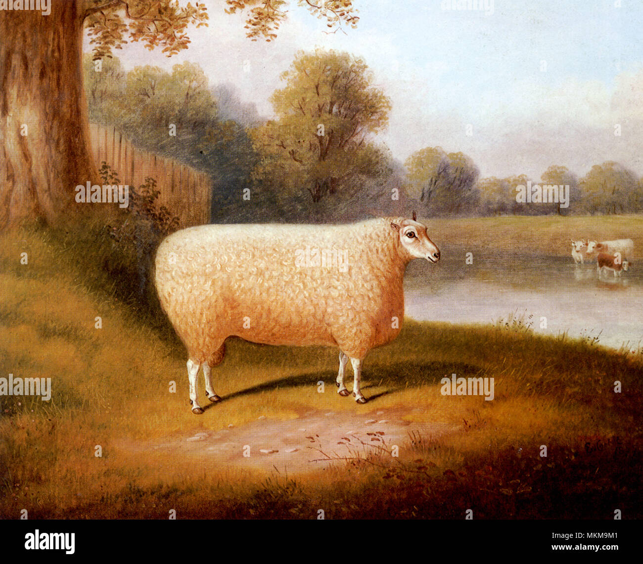 Prize ram hi-res stock photography and images - Alamy