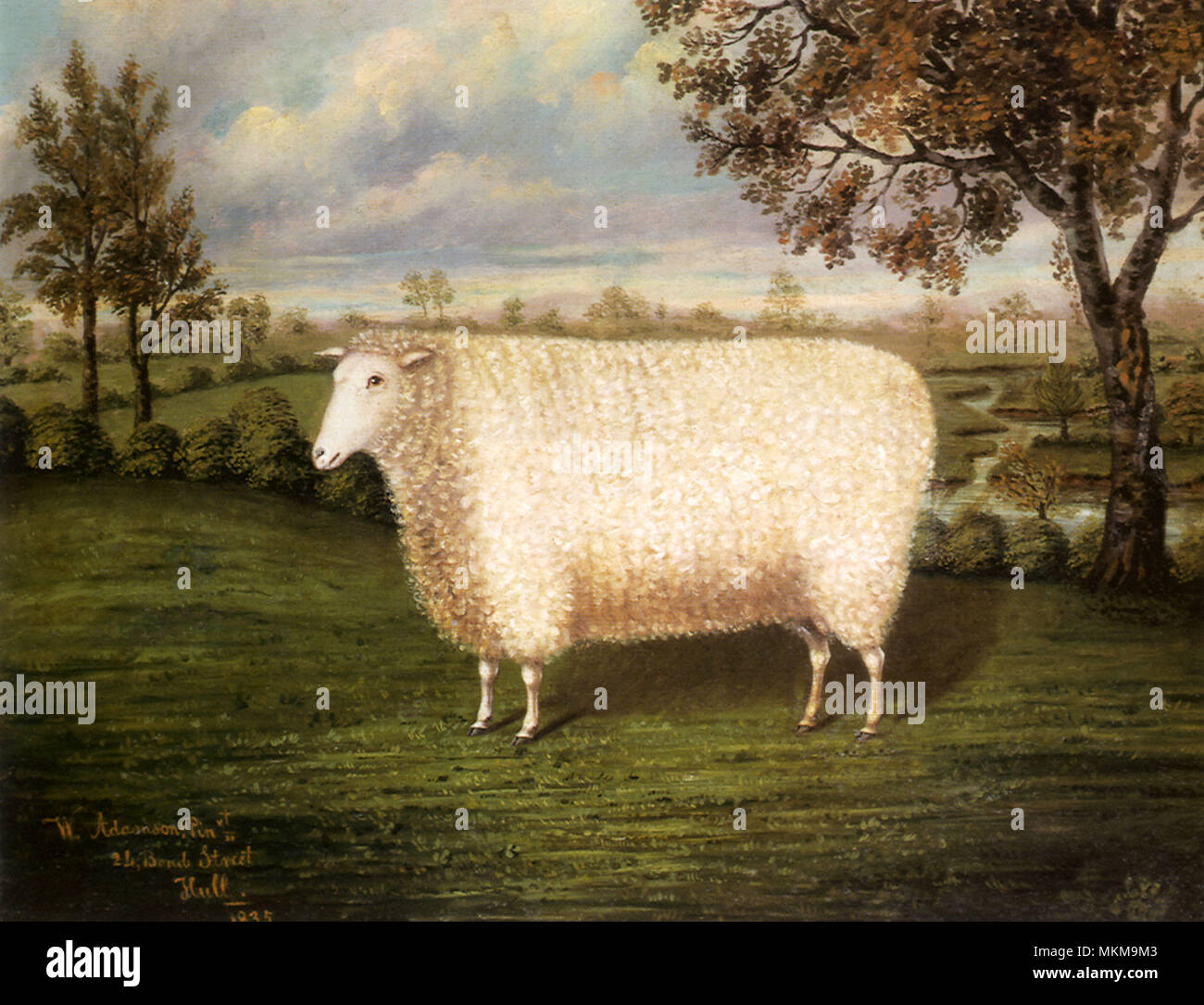 Old Lincoln Sheep Stock Photo - Alamy
