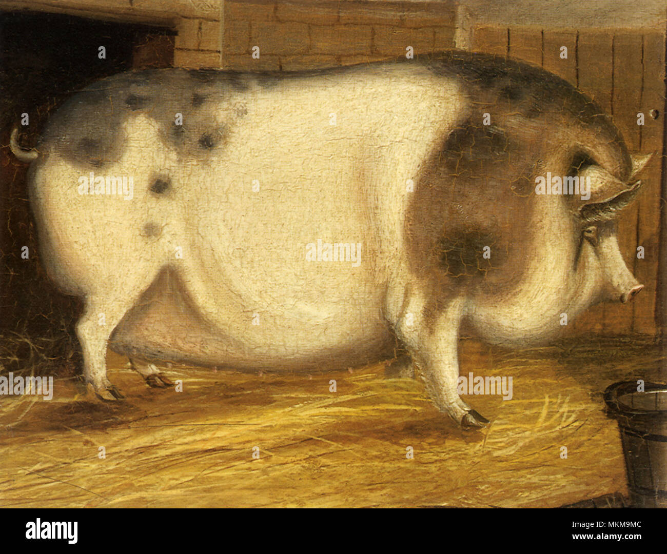 Prize pigs hi-res stock photography and images - Alamy