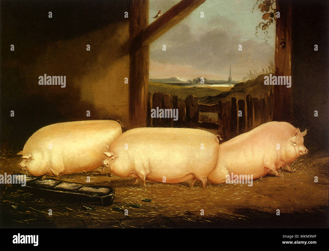 Three Middle White Sows Stock Photo - Alamy