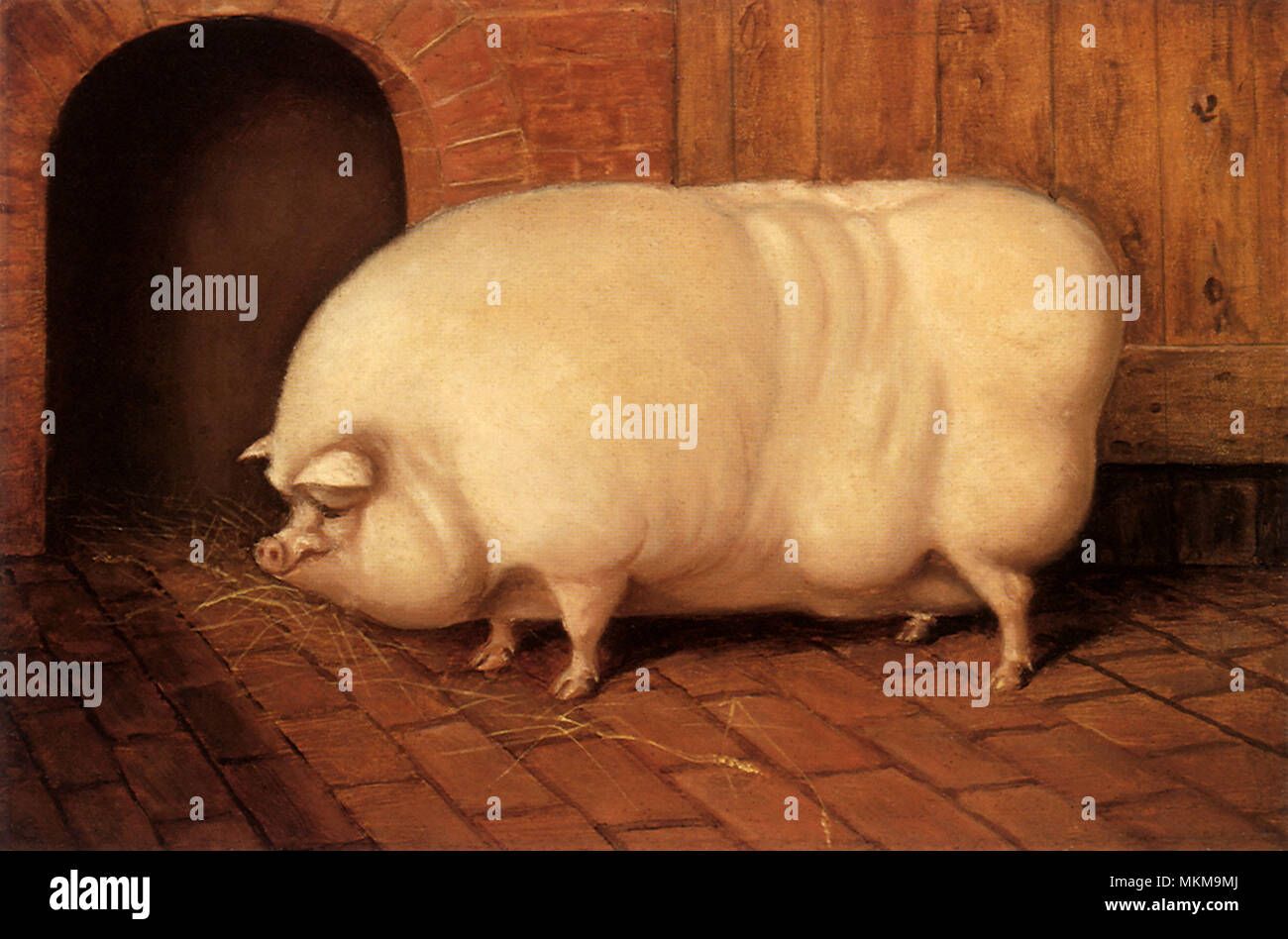 Rotund animal hi-res stock photography and images - Alamy