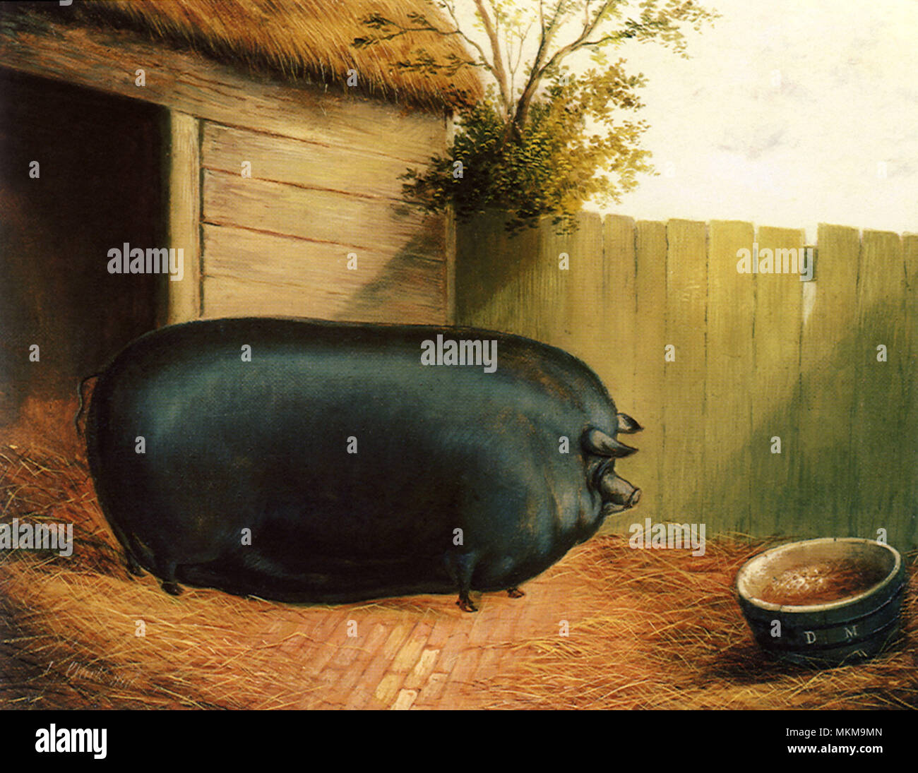 Black Chinese Sow Stock Photo - Alamy