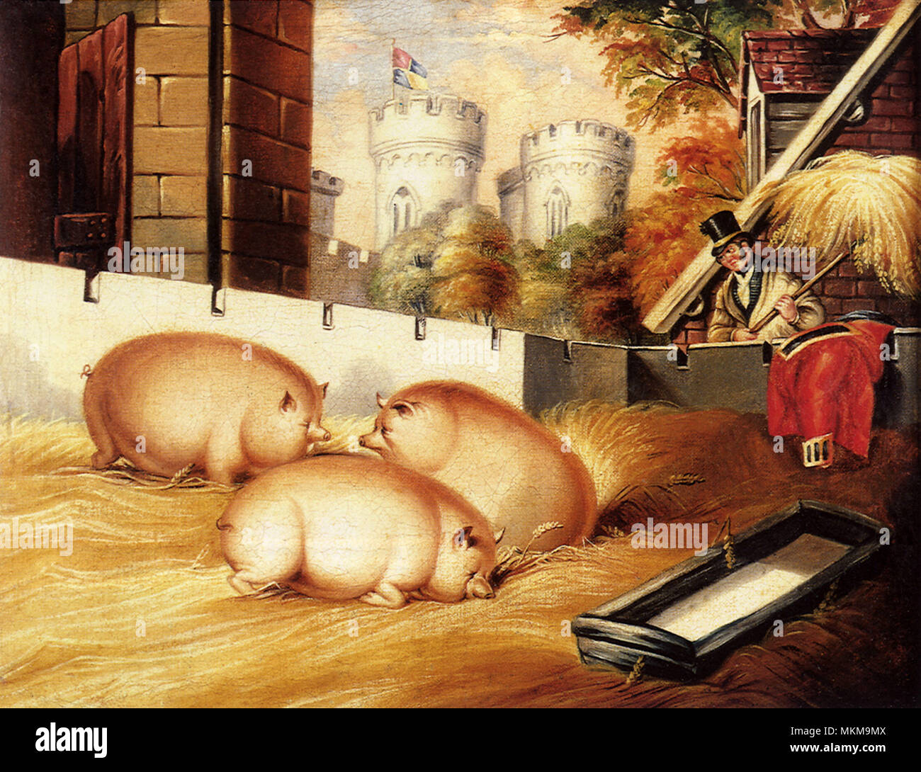 Fancy pigs hi-res stock photography and images - Alamy