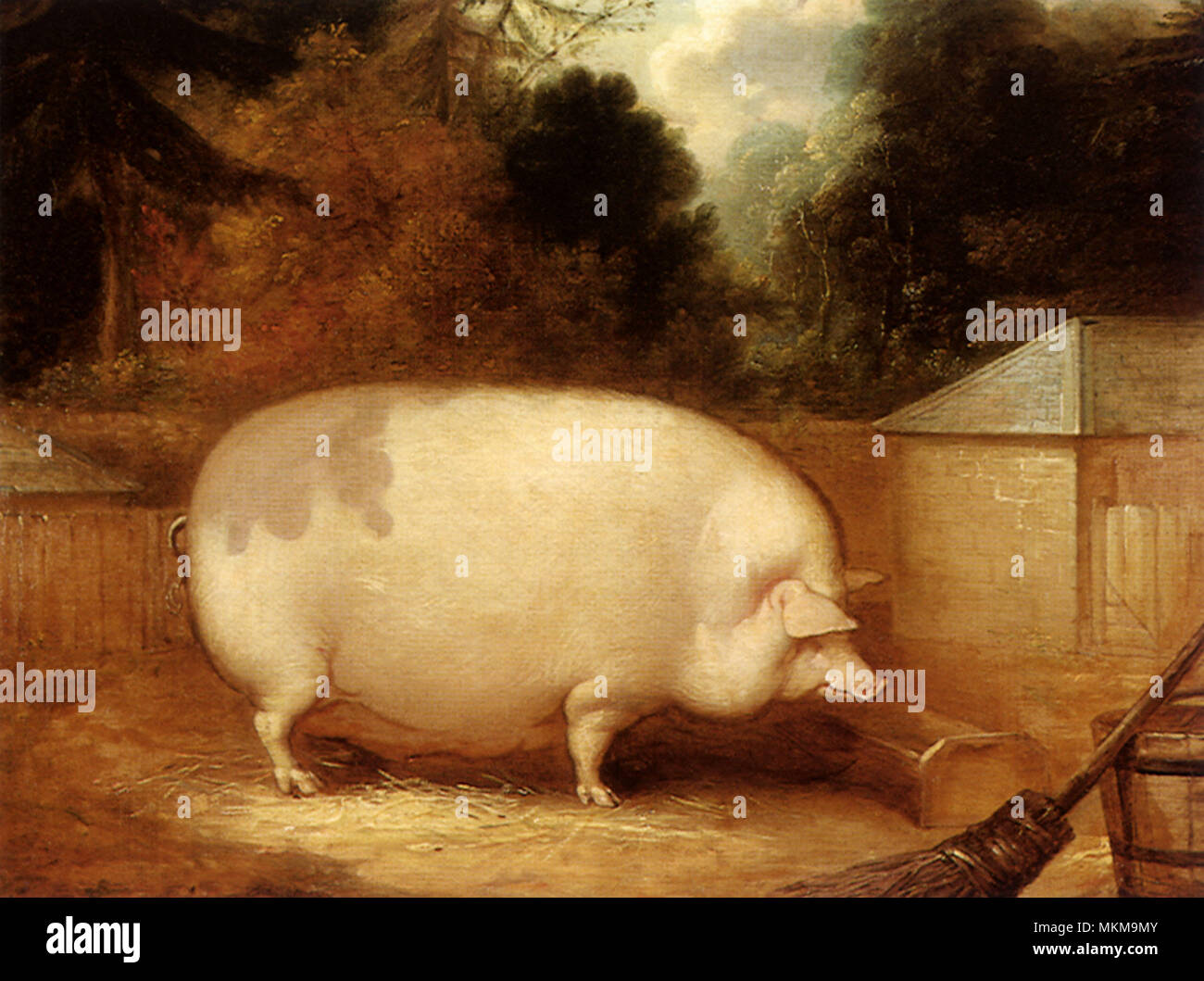 Prize Sow at Trough Stock Photo - Alamy