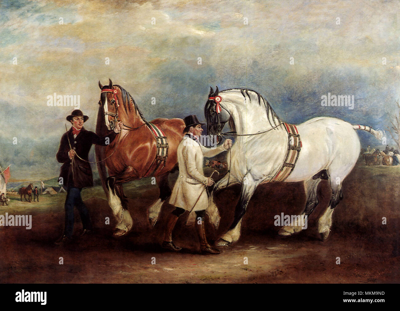 Carthorses in Show Stock Photo - Alamy