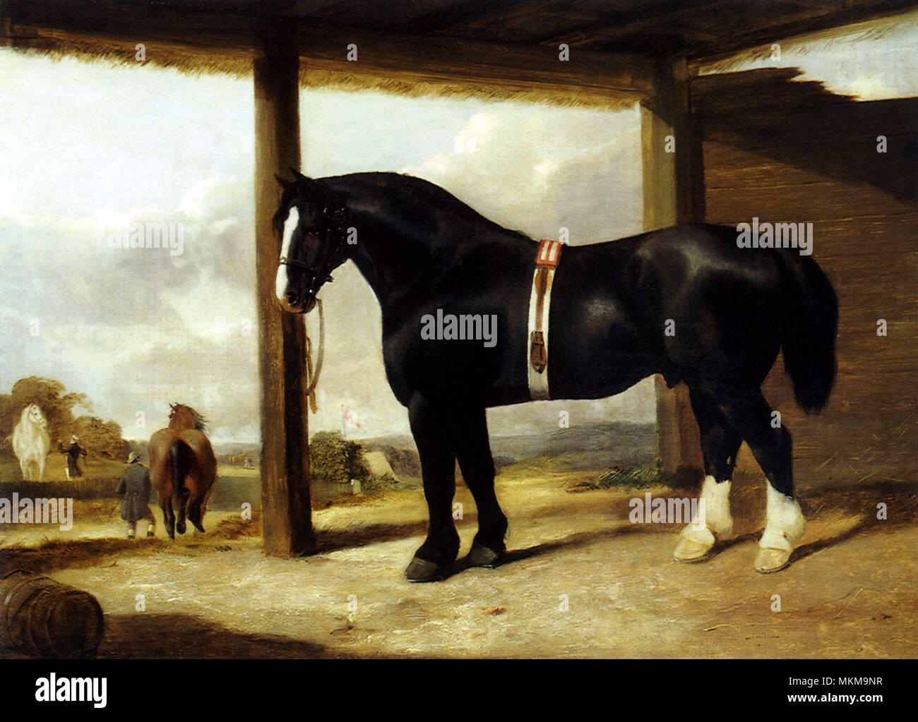 Clydesdale horse scotland hi-res stock photography and images - Alamy