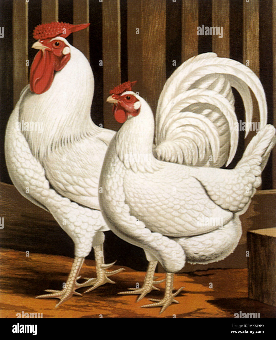 White dorking hen hi-res stock photography and images - Alamy