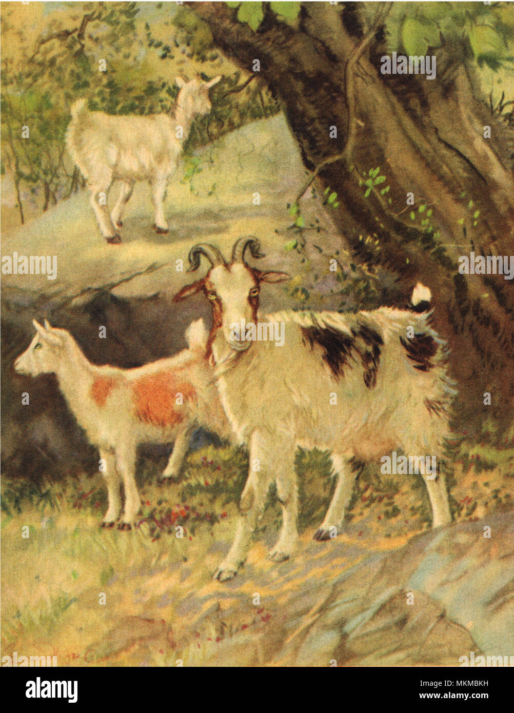 Three goats hi-res stock photography and images - Alamy