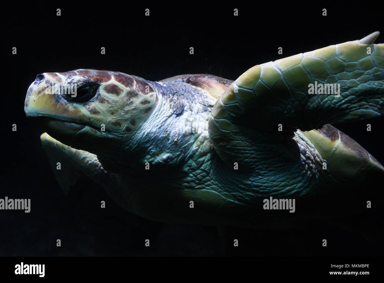 Madrid, Spain. 07th May, 2018. A specimen of Loggerhead sea turtle ...