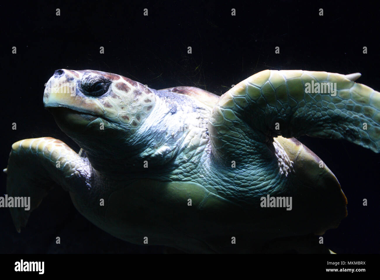 Madrid, Spain. 07th May, 2018. A specimen of Loggerhead sea turtle ...