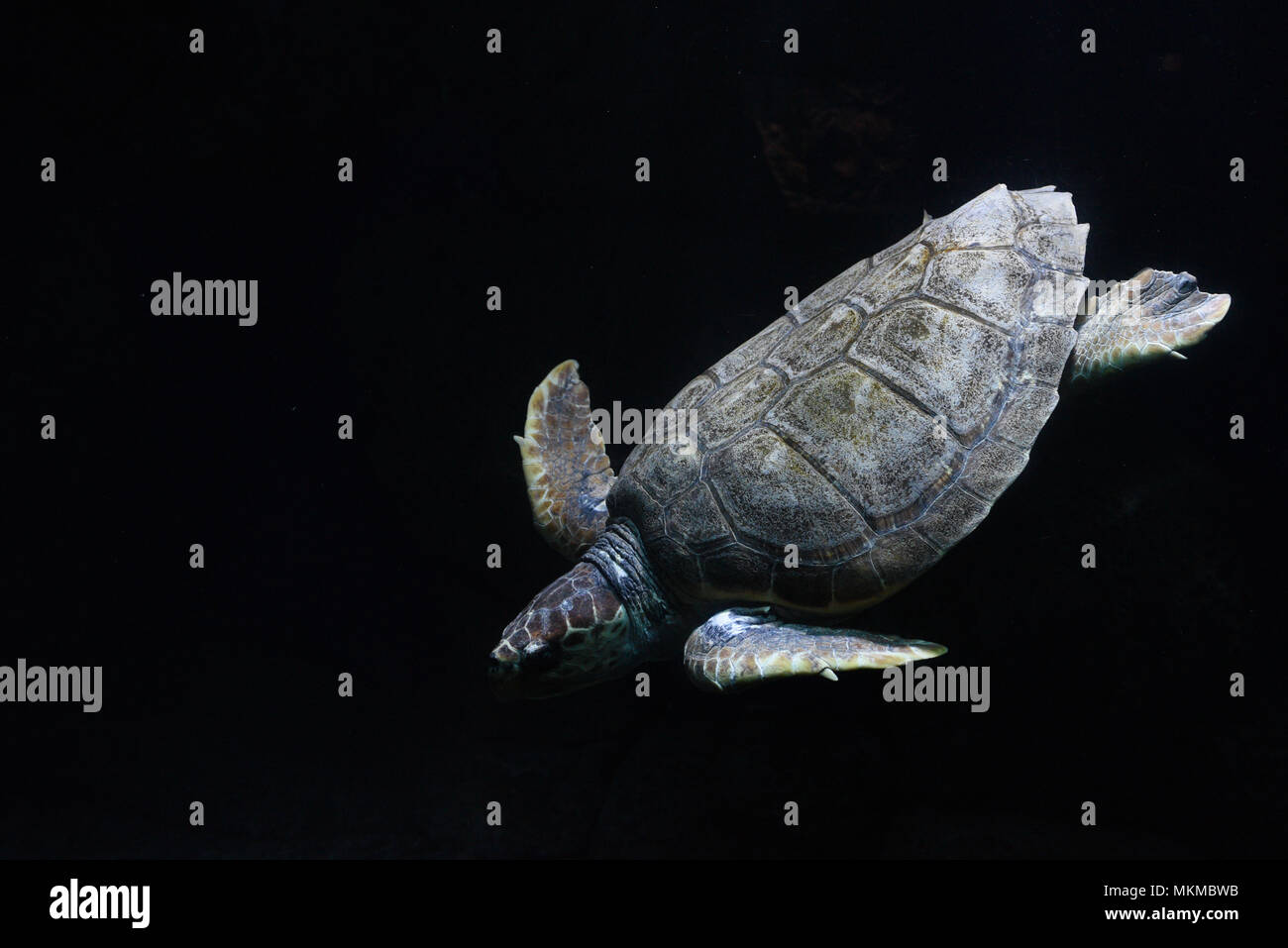 Madrid, Spain. 07th May, 2018. A specimen of Loggerhead sea turtle ...