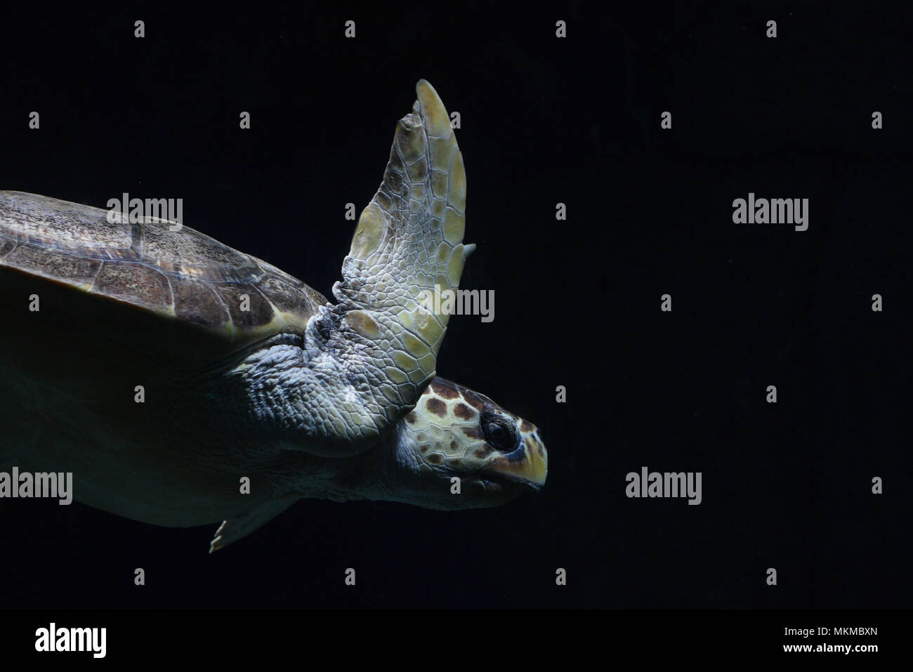 Madrid, Spain. 07th May, 2018. A specimen of Loggerhead sea turtle ...