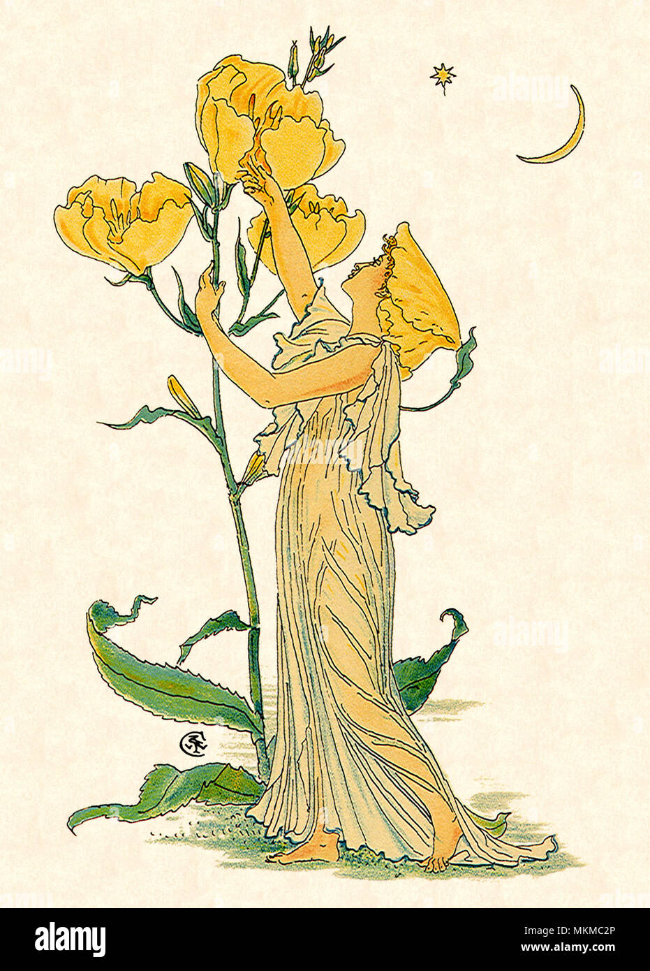 Evening Primrose Nymph Stock Photo - Alamy