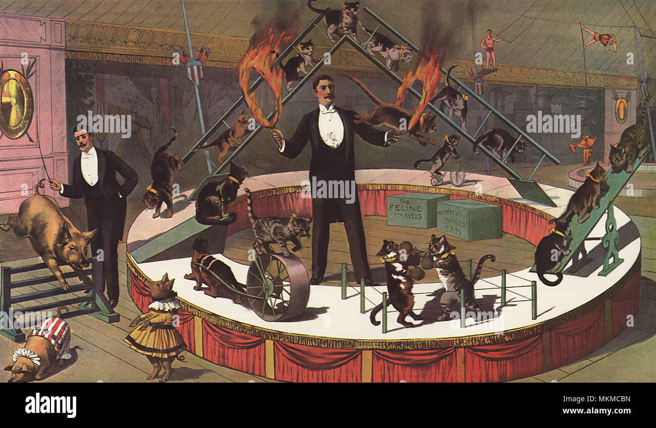 Circus cats hi-res stock photography and images - Alamy