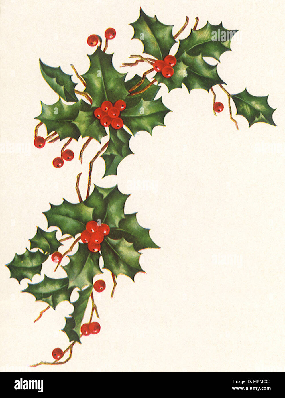 Holly Berry Border Stock Photo - Alamy