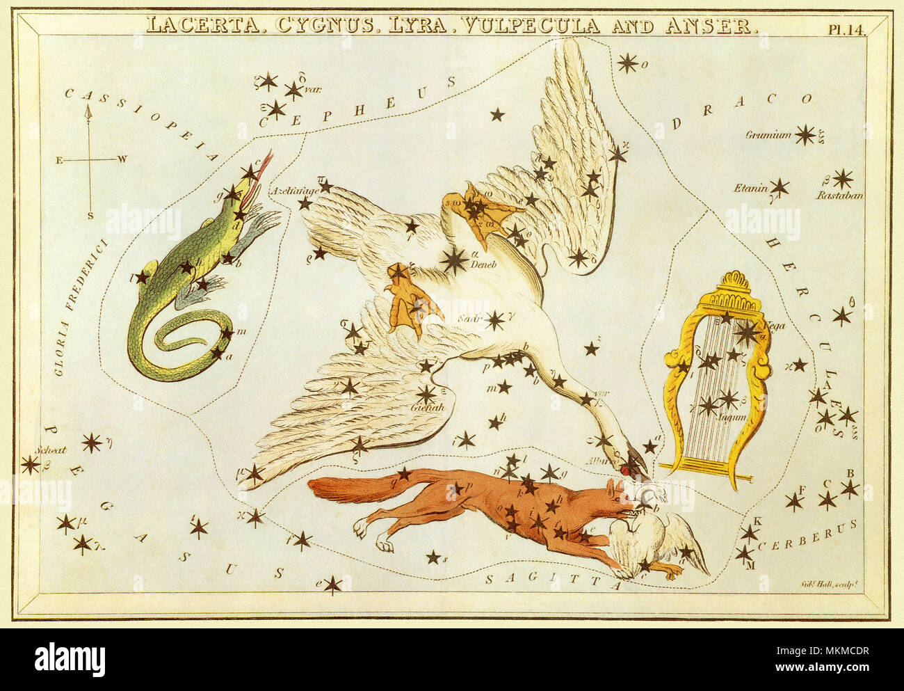 Cygnus constellation map hi-res stock photography and images - Alamy