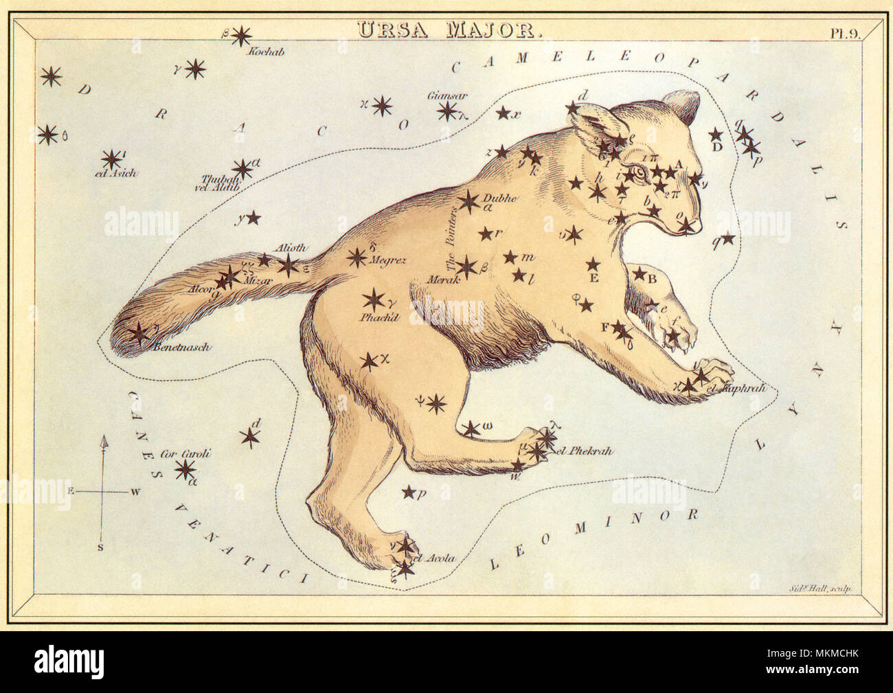 Ursa Major Bear 1,390 Ursa Major Bear Images, Stock Photos, 3D