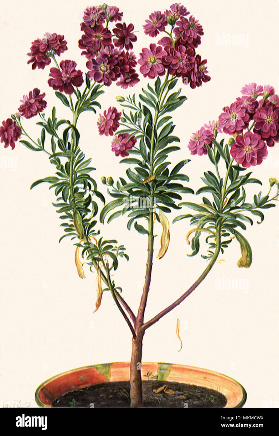 Science of plant life hi-res stock photography and images - Alamy