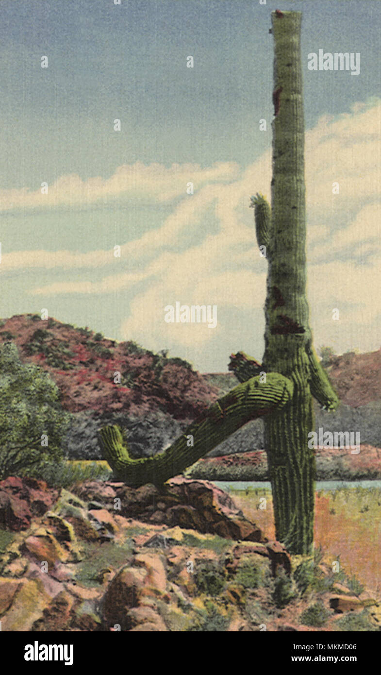 Tall desert plants hi-res stock photography and images - Alamy