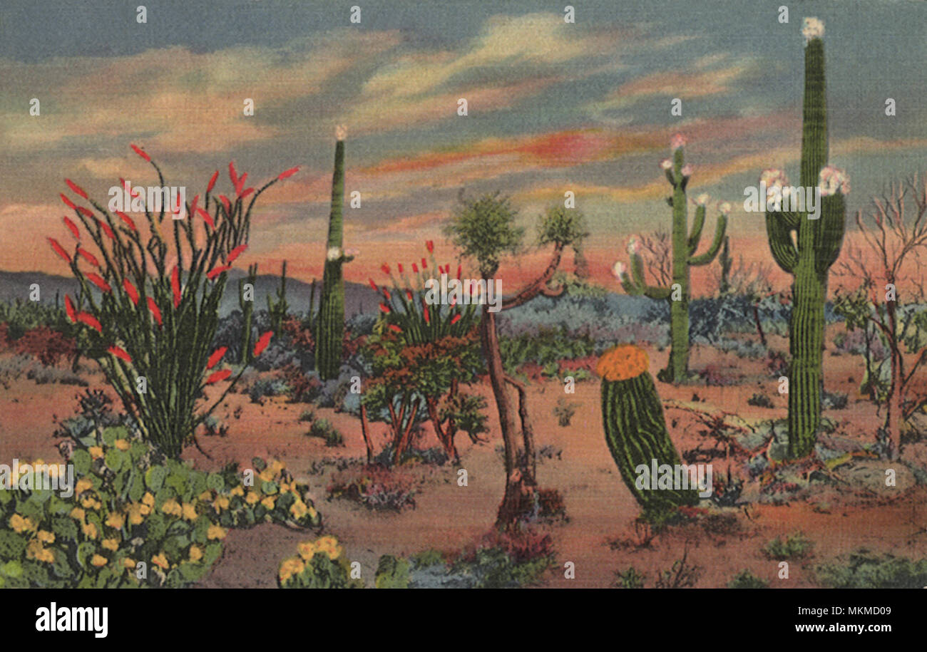 Sunrise in Desert Stock Photo - Alamy