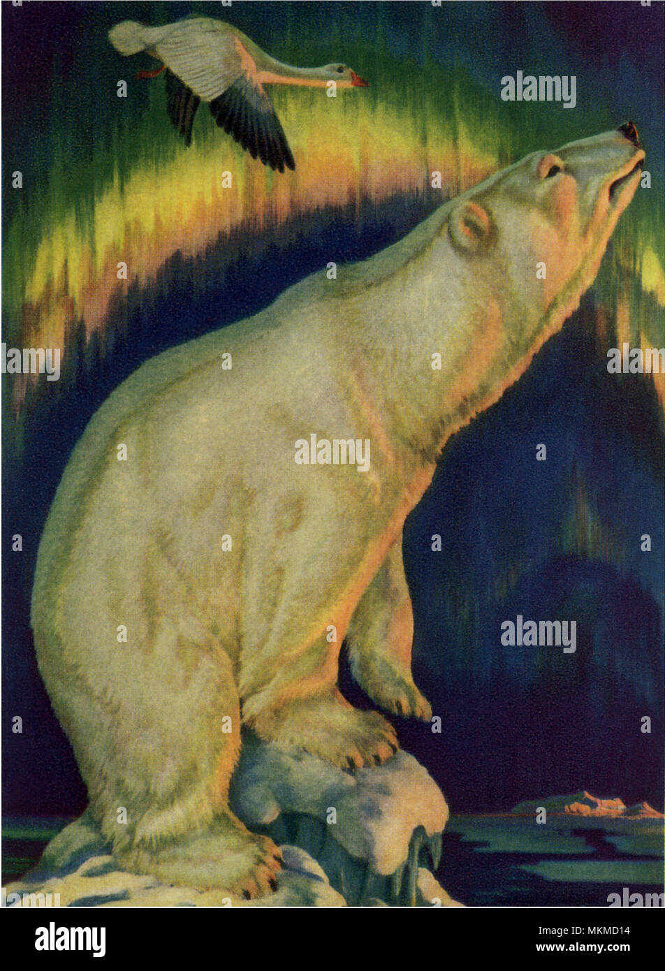 Goose illustration hi-res stock photography and images - Alamy