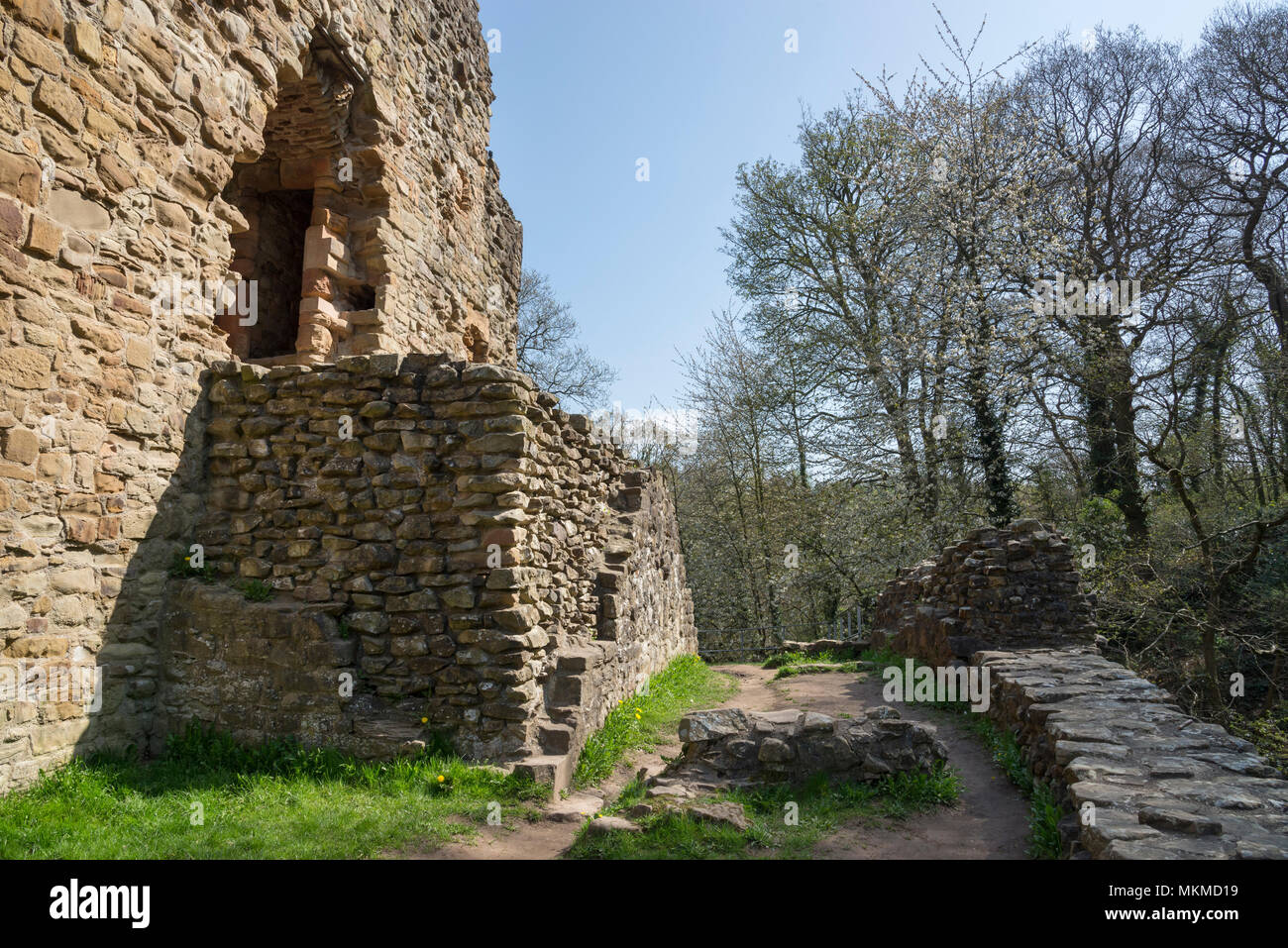 Ruins of Ewloe castle in North Wales. 13th century native Welsh castle ...