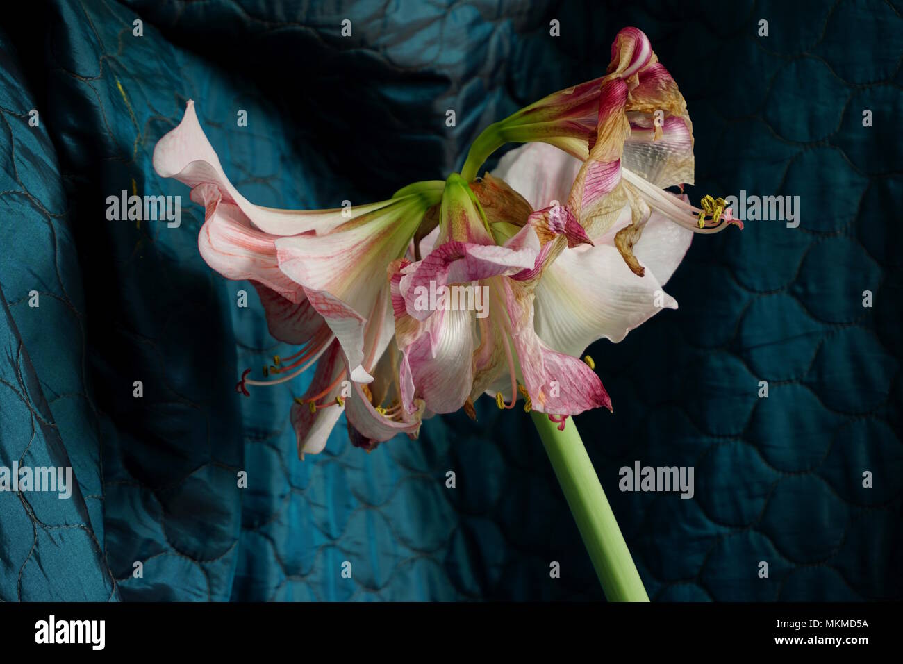 Fading flower hi-res stock photography and images - Alamy