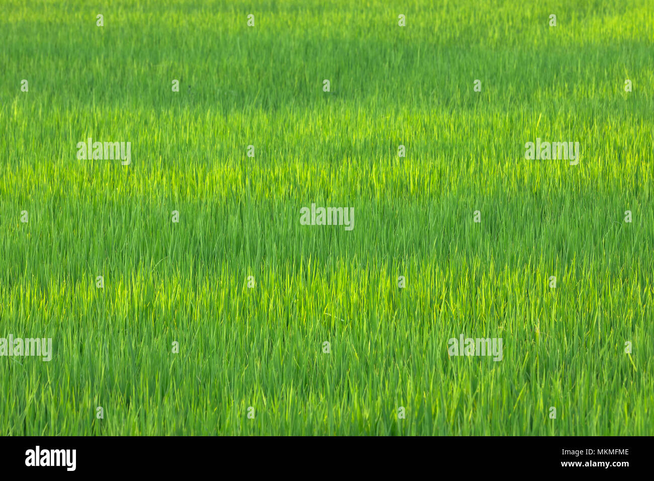 Rice field background hi-res stock photography and images - Alamy