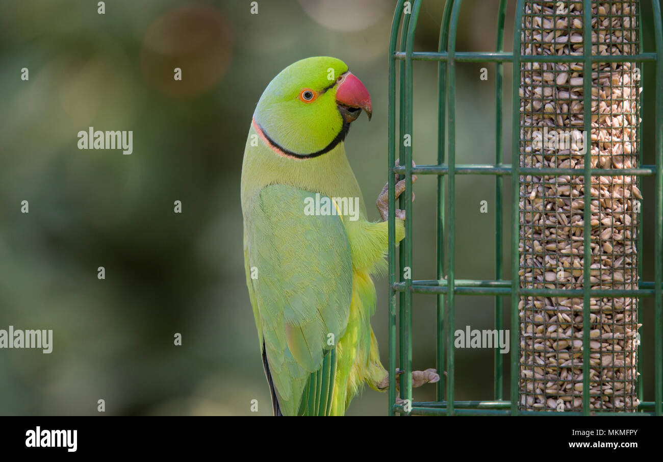 Wimbledon, London, UK. 7 May, 2018. A Ring Necked Parakeet, Britain’s ...