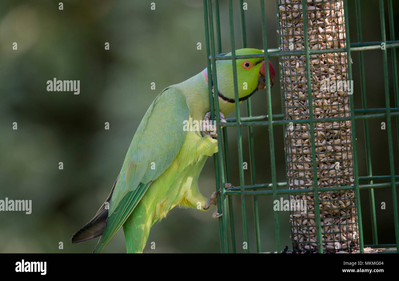 British naturalised parrot species hi-res stock photography and images ...