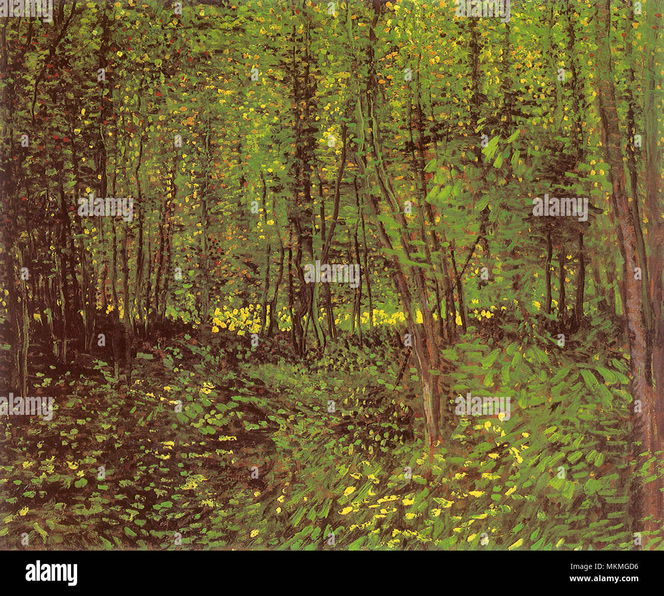 Trees and Undergrowth Stock Photo - Alamy