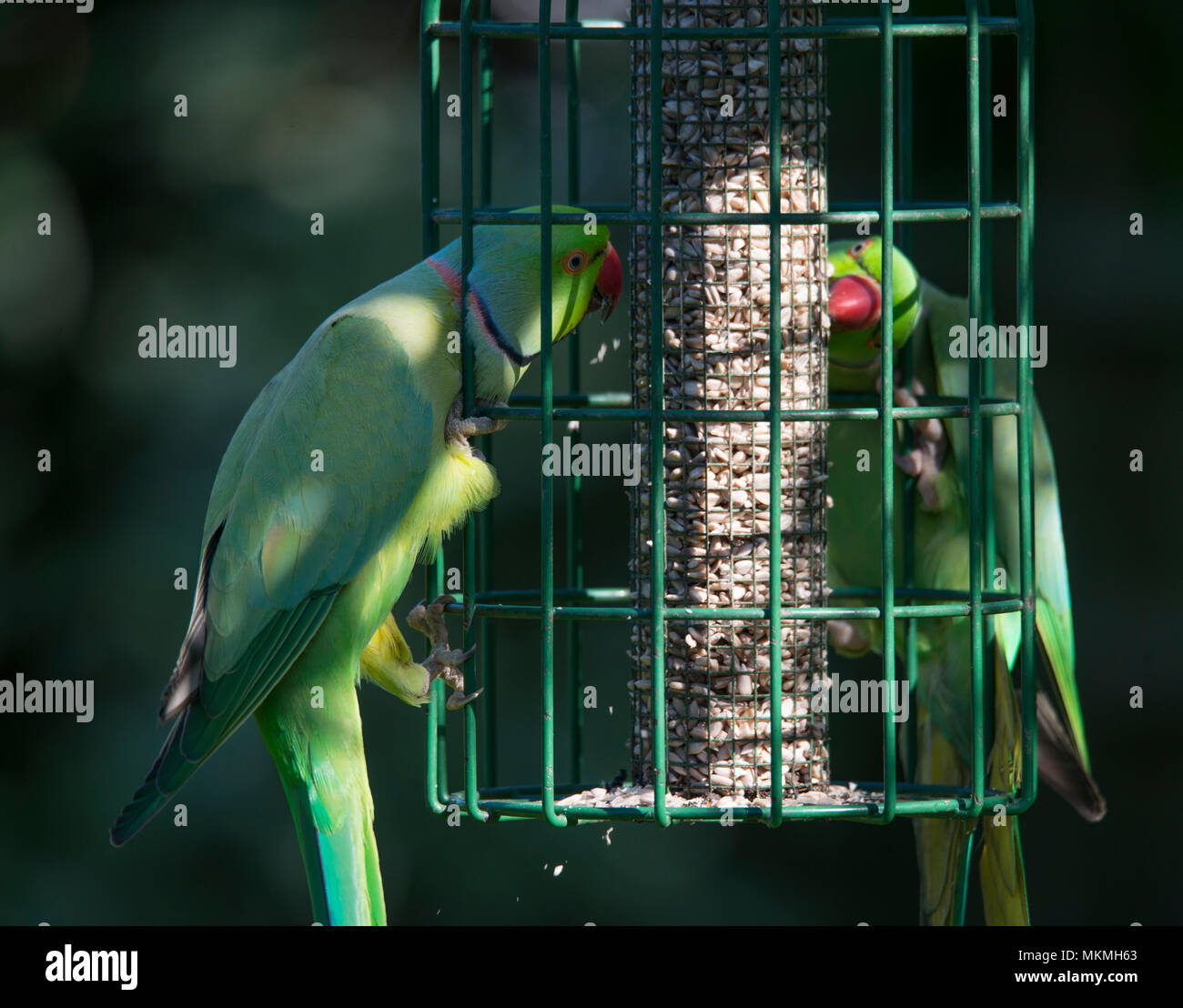 Uk naturalised parrot hi-res stock photography and images - Alamy
