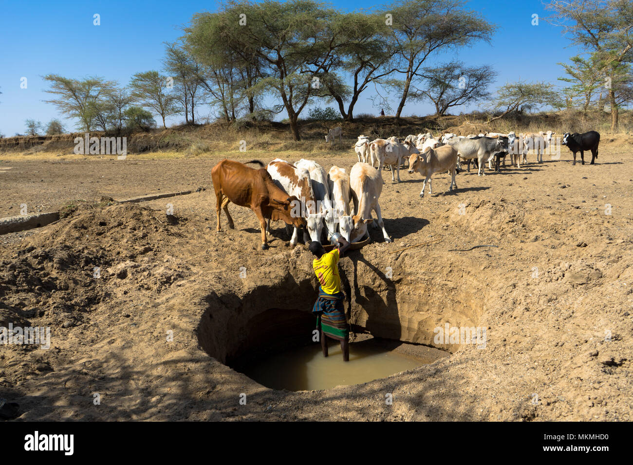 Harvesting water in dry sandy river beds to feed livestock Stock Photo ...