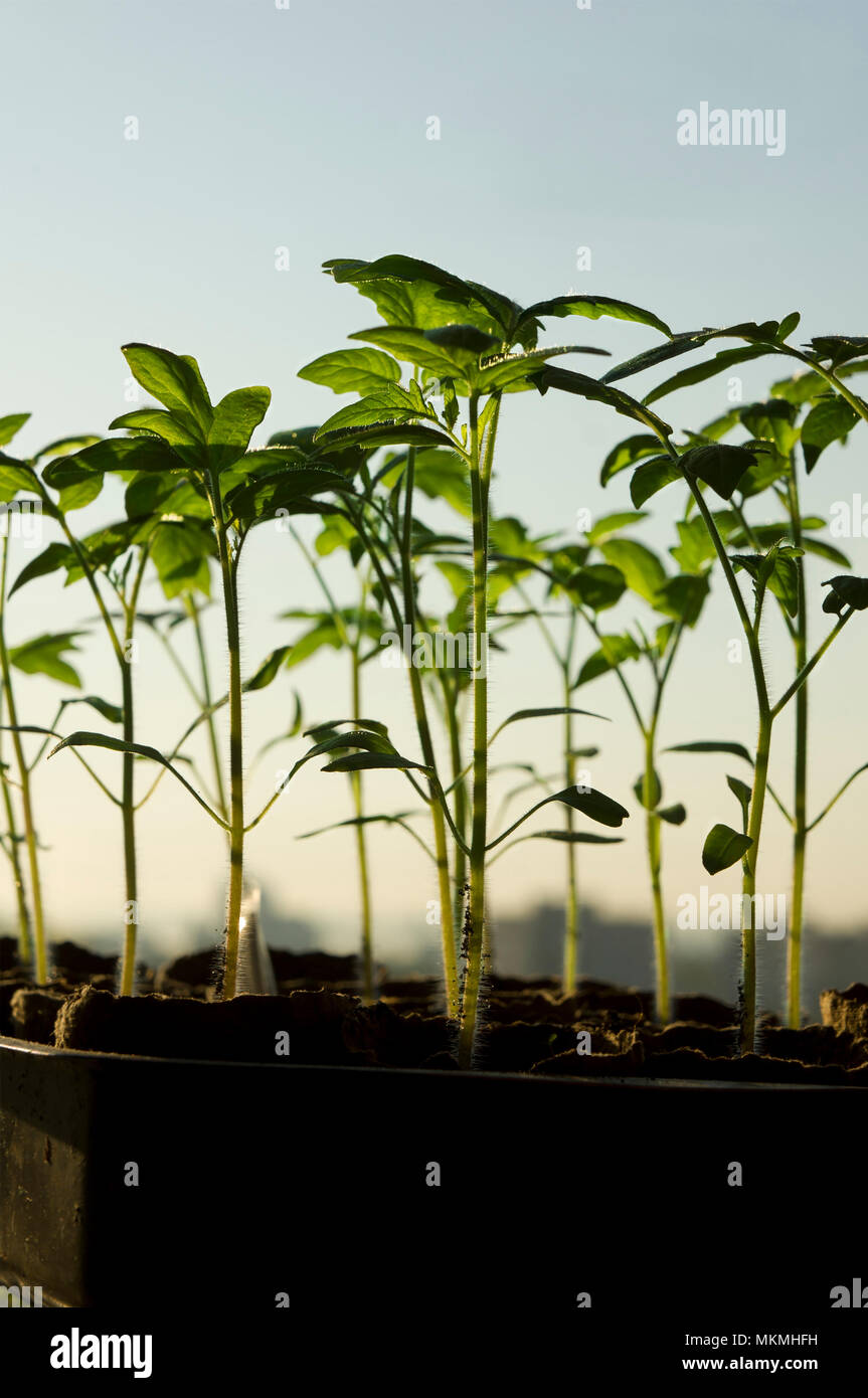 Planting young tomato seedlings in peat pots Stock Photo - Alamy