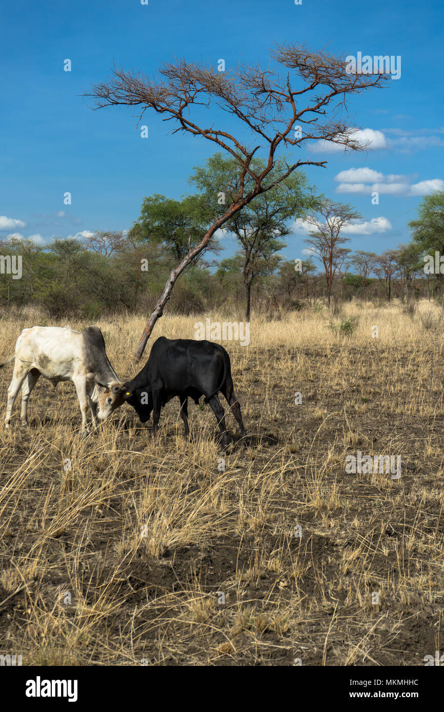Two bulls fighting in the middle of vast rangelands Stock Photo - Alamy
