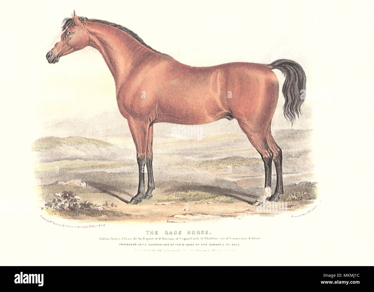 Thoroughbred horse race hi-res stock photography and images - Alamy