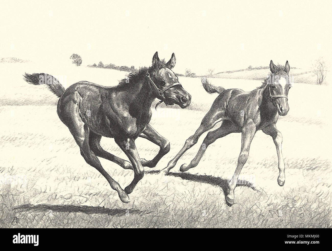 Vintage colts hi-res stock photography and images - Alamy